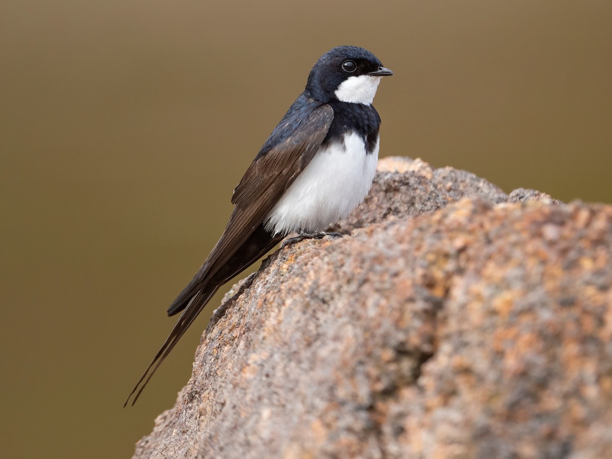 Black-collared Swallow - Pygochelidon melanoleuca - Birds of the World