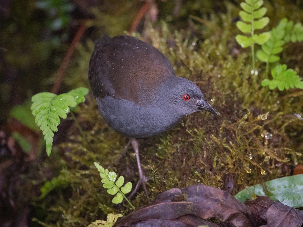 Galapagos Rail - Laterallus spilonota - Birds of the World