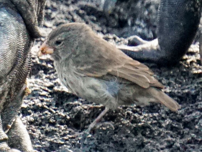 Sharp-beaked Ground-Finch - eBird