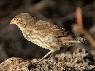 Sharp-beaked Ground-Finch - eBird