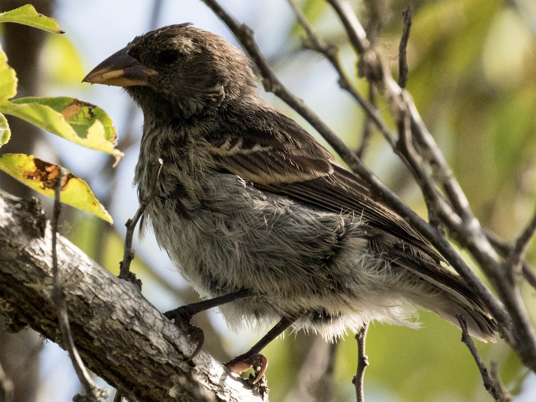 Sharp-beaked Ground Finch - eBird