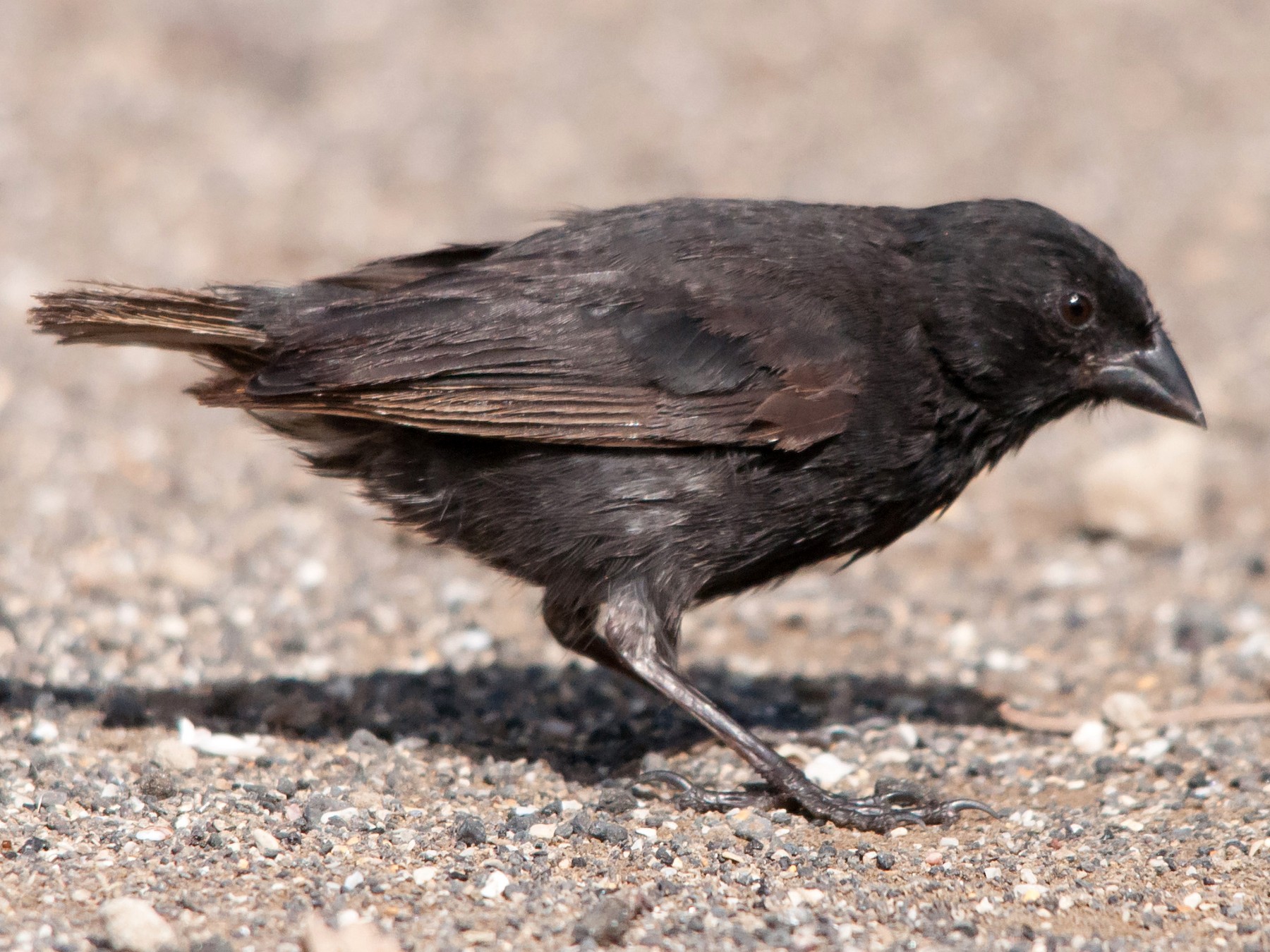 Sharp-beaked Ground-Finch - eBird