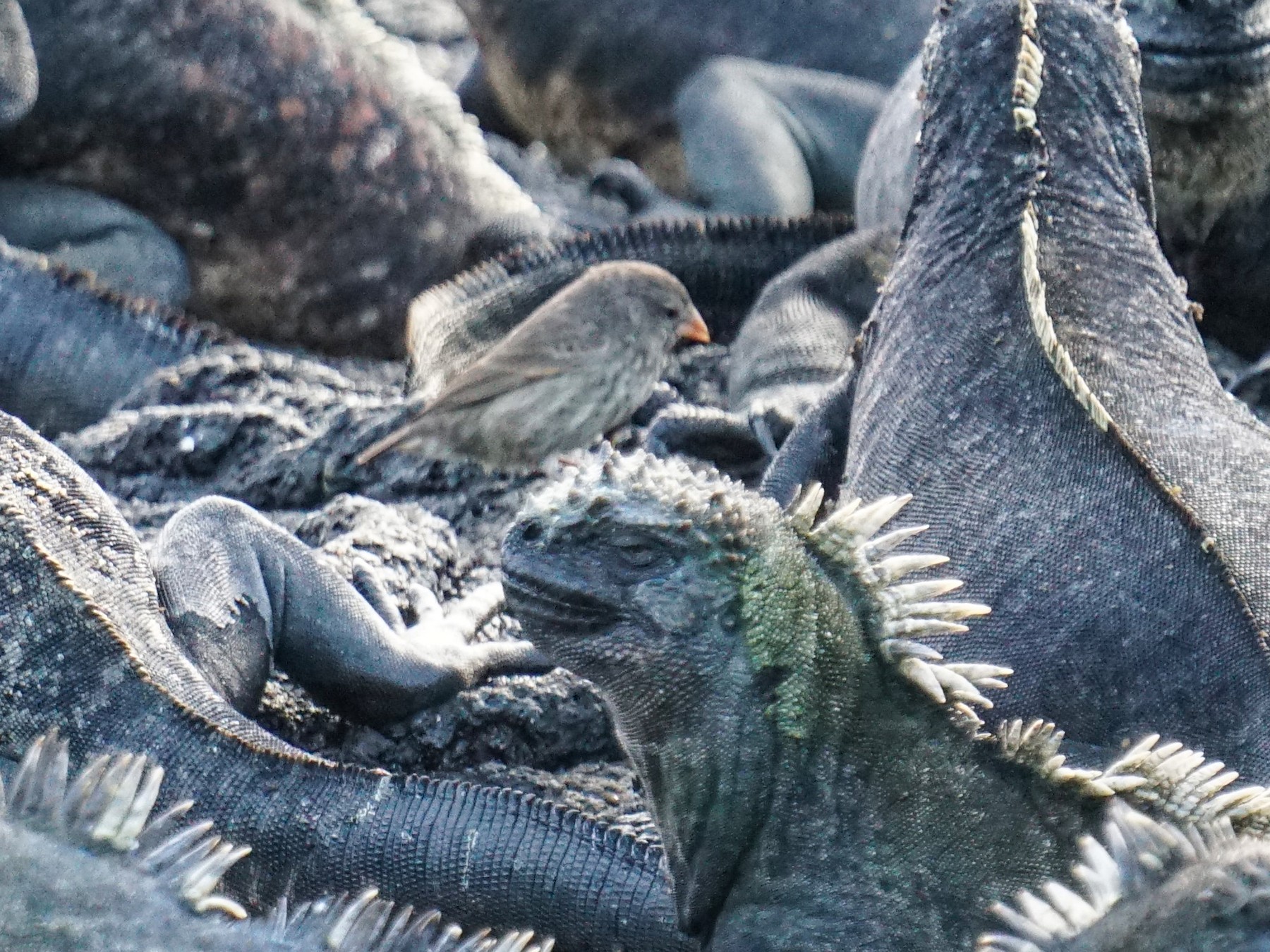 Sharp-beaked Ground-Finch - eBird