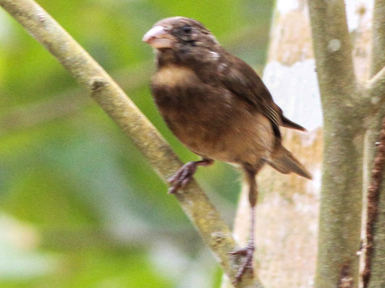 Serín de Príncipe - eBird