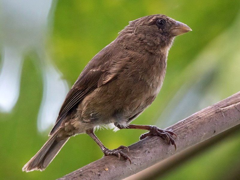 Kanarinac sa ostrva Prinsipe - eBird