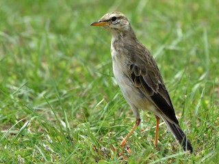 Long-legged Pipit - eBird
