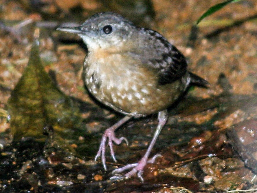 Sao Tome Short-tail - eBird
