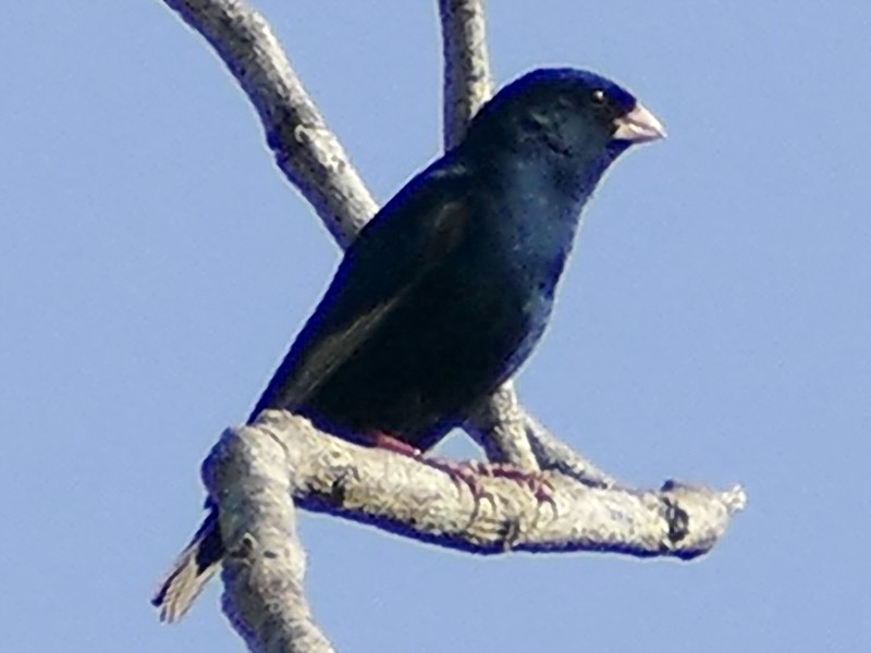 Jambandu Indigobird - eBird