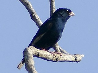 Jambandu Indigobird - Vidua raricola - Birds of the World