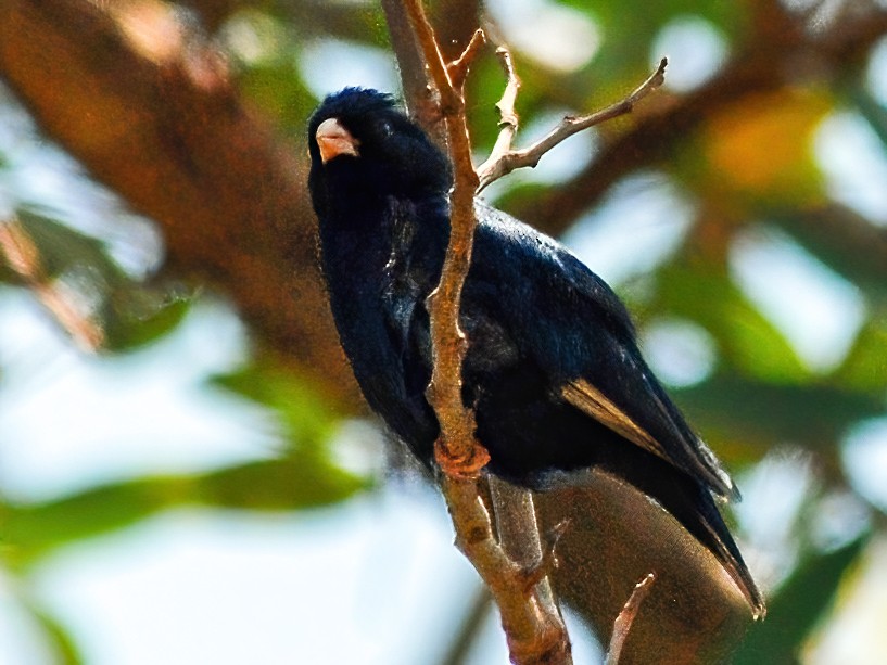 Jambandu Indigobird - eBird