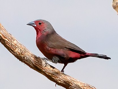 Reichenow's Firefinch - eBird