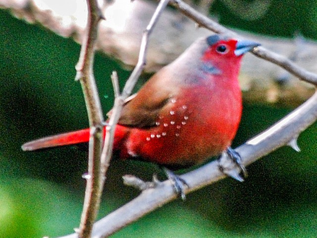 Photos - Chad Firefinch - Lagonosticta umbrinodorsalis - Birds of the World