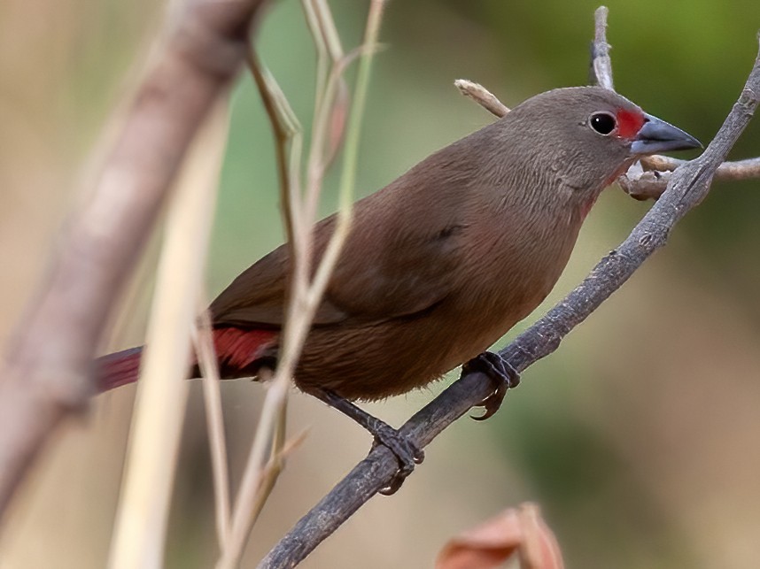 Reichenow's Firefinch - eBird