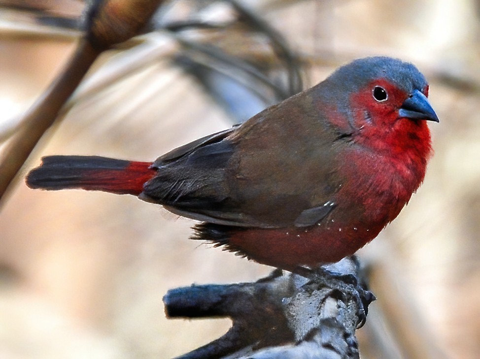 Reichenow's Firefinch - eBird