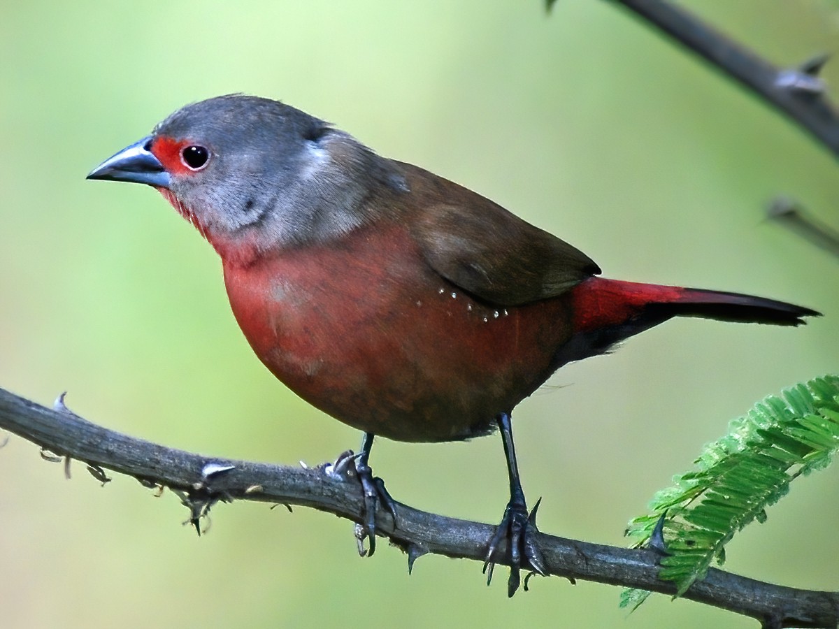 Reichenow's Firefinch - eBird
