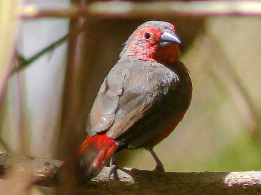 Mali Firefinch - eBird