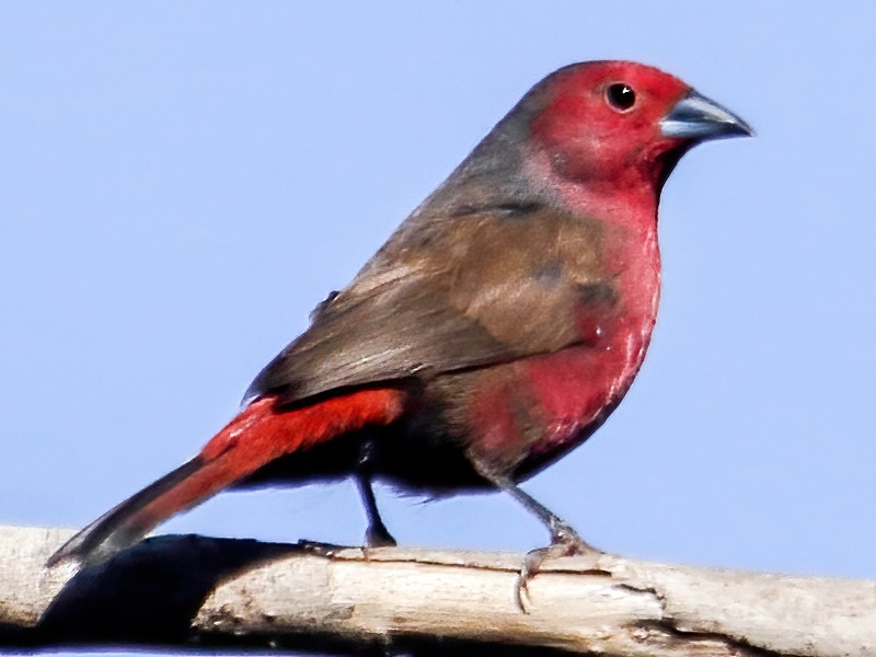 Mali Firefinch - eBird