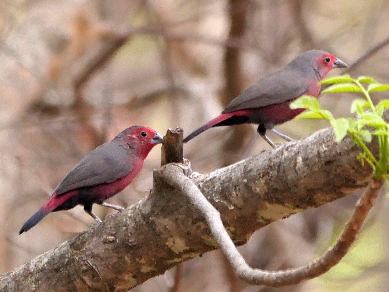 Mali Firefinch - eBird