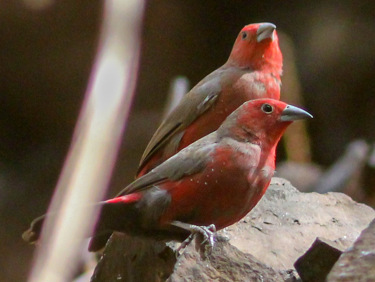 Mali Firefinch - eBird