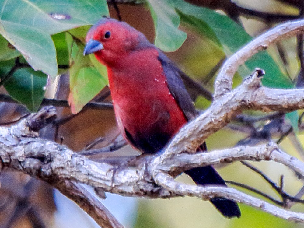 Mali Firefinch - eBird
