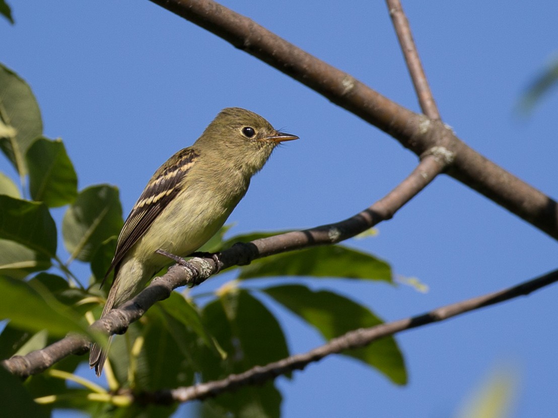 Yellow-bellied Flycatcher - eBird
