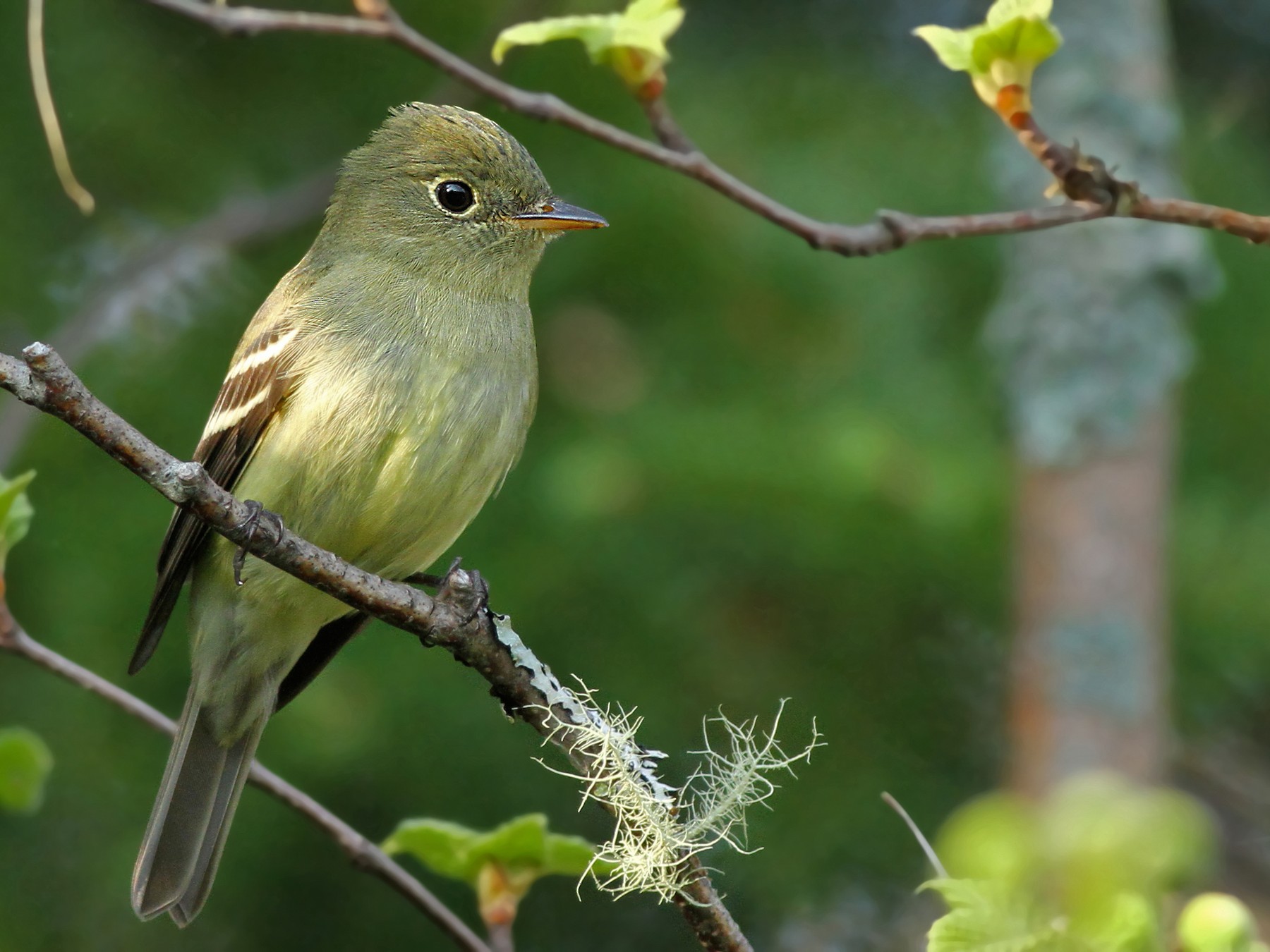 Yellow-bellied Flycatcher - eBird