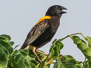 Golden-backed Bishop - eBird