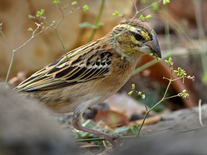 Golden-backed Bishop - eBird