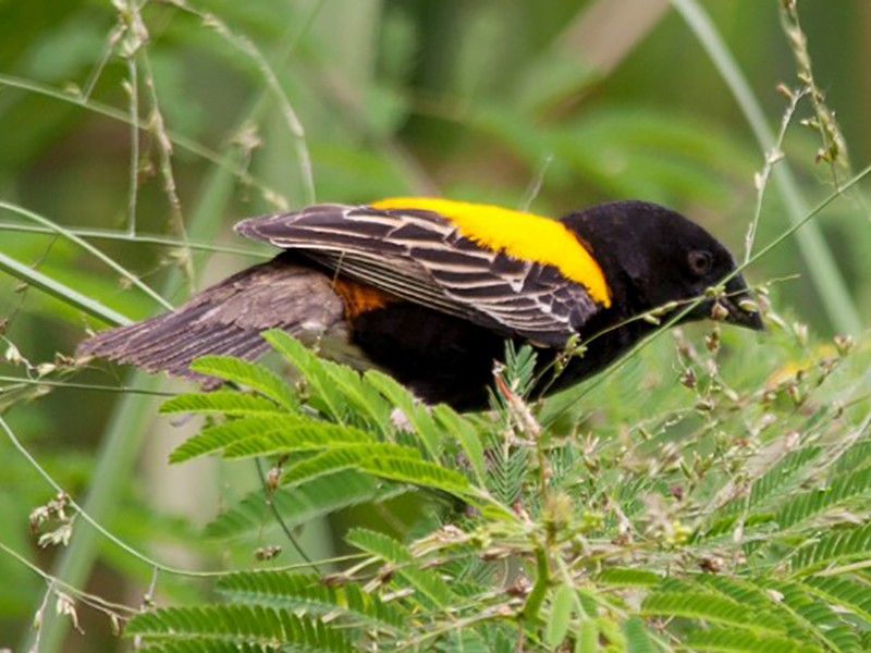 Golden-backed Bishop - eBird