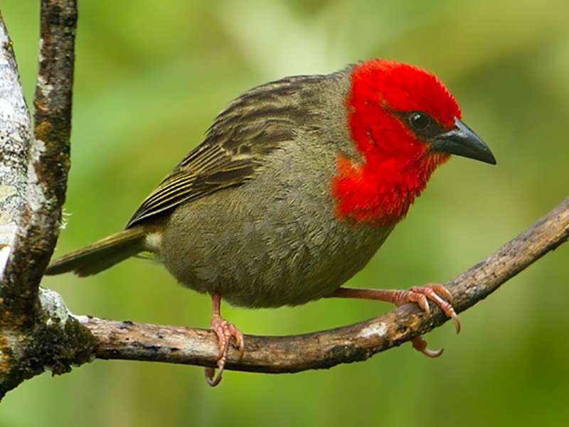 Red-headed Fody - eBird