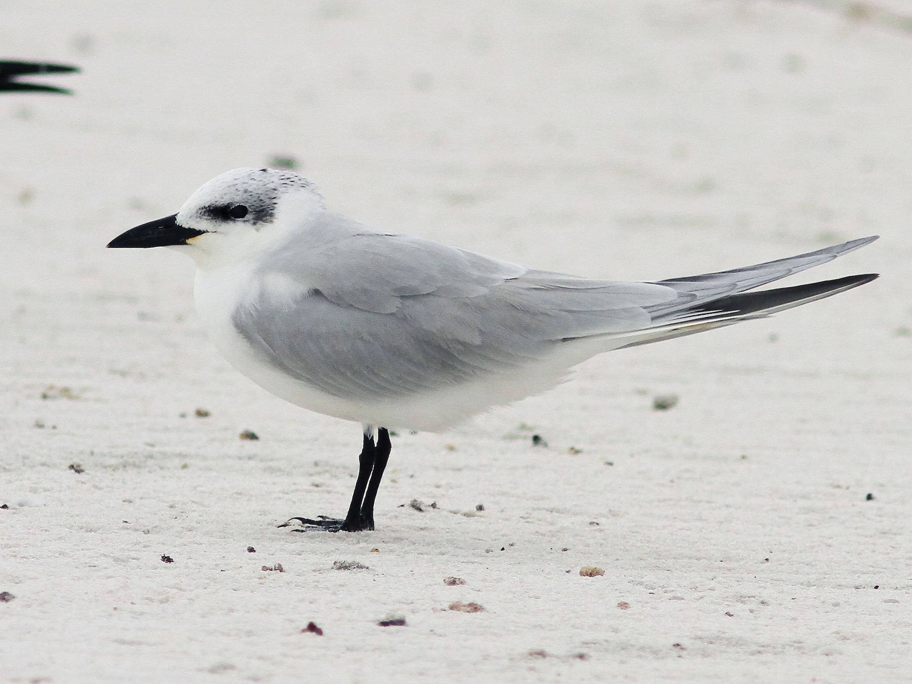 Gull-billed Tern - eBird