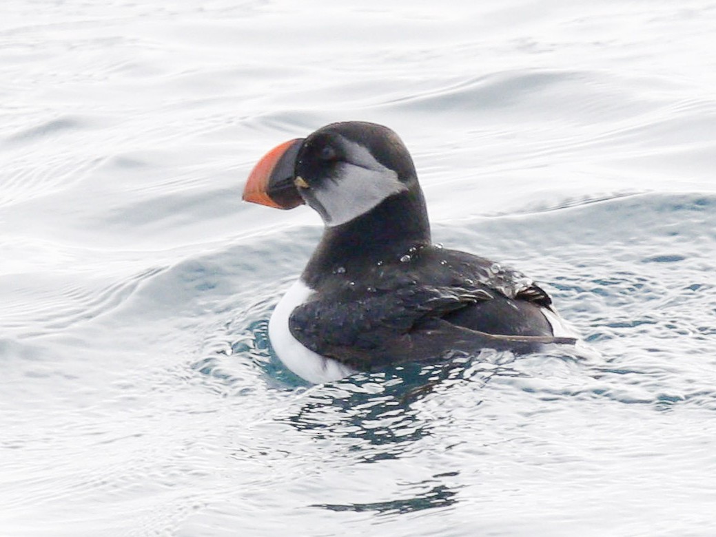 Atlantic Puffin - eBird