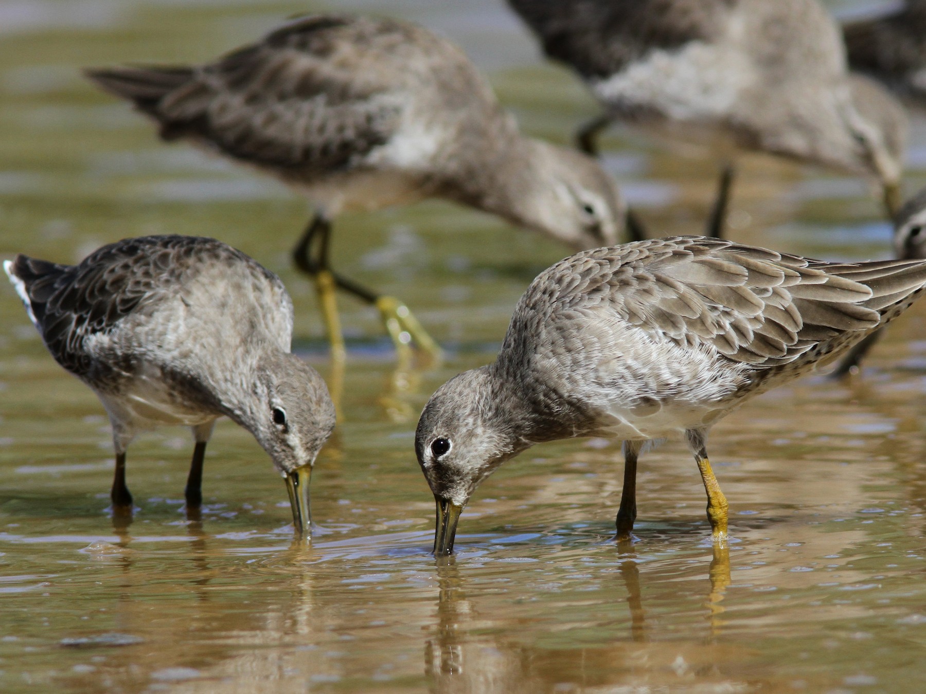 Long-billed Dowitcher - eBird Japan