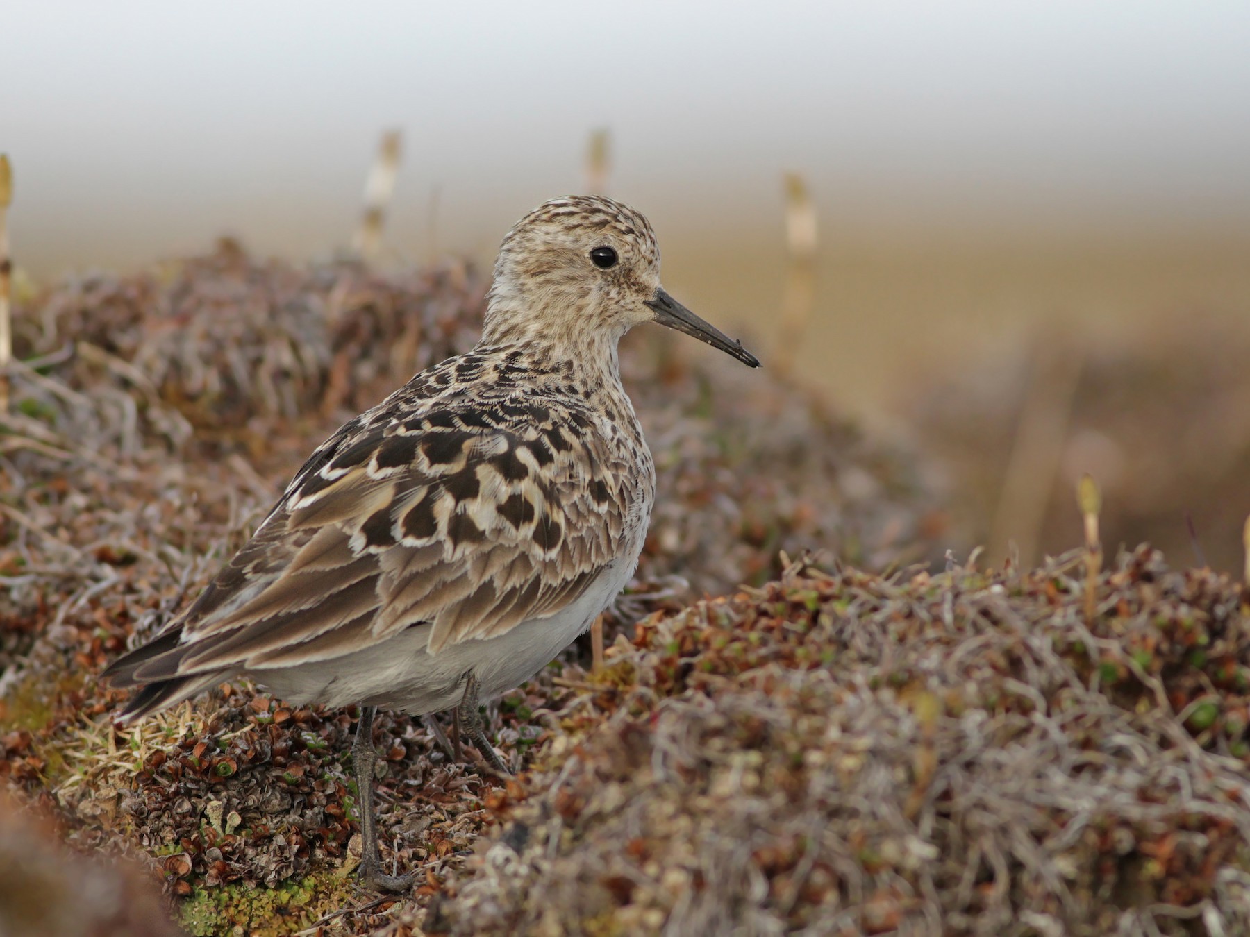 Baird's Sandpiper - eBird