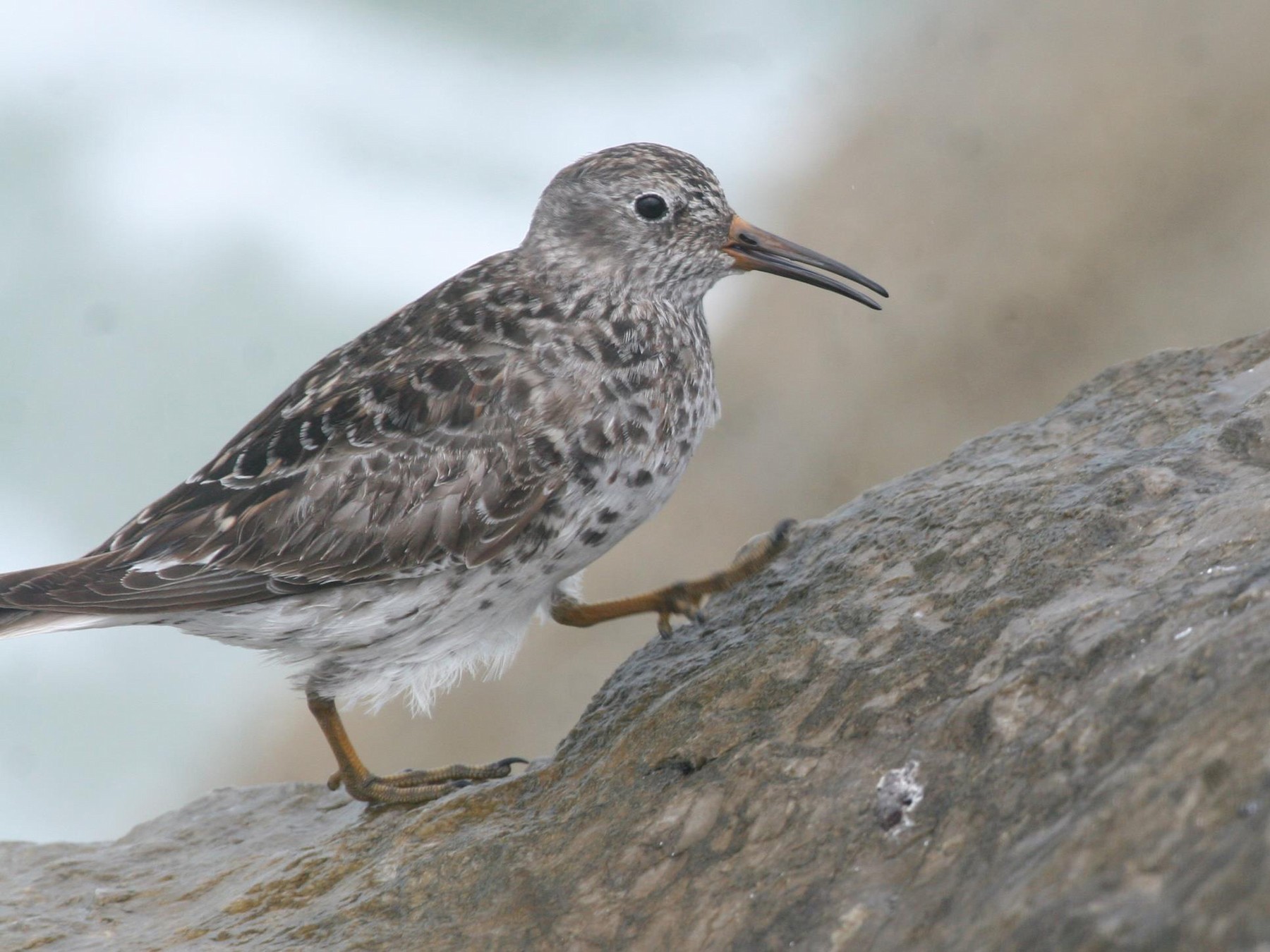 Purple Sandpiper - eBird