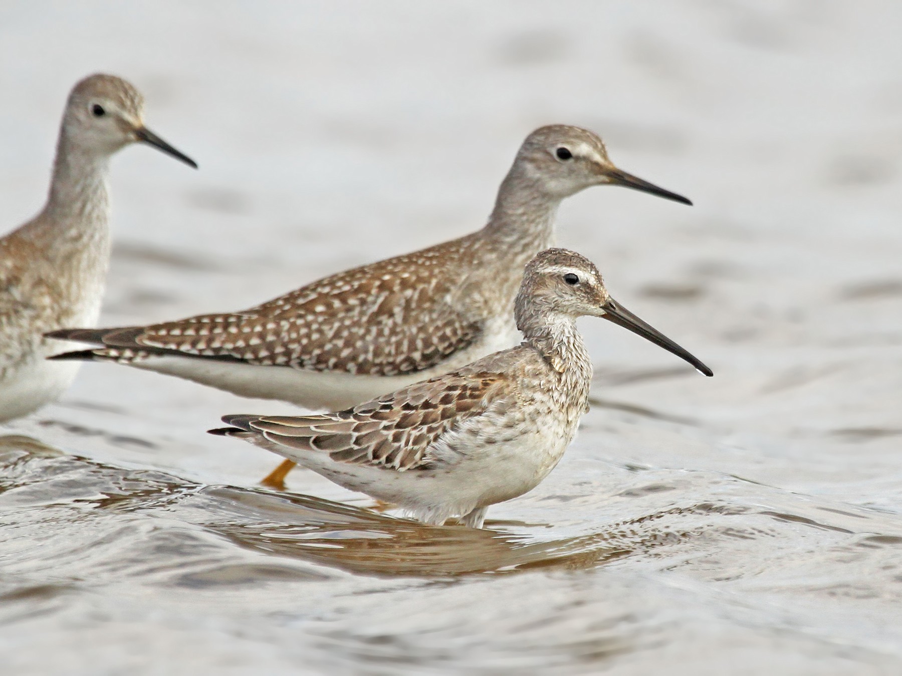 Stilt Sandpiper - eBird