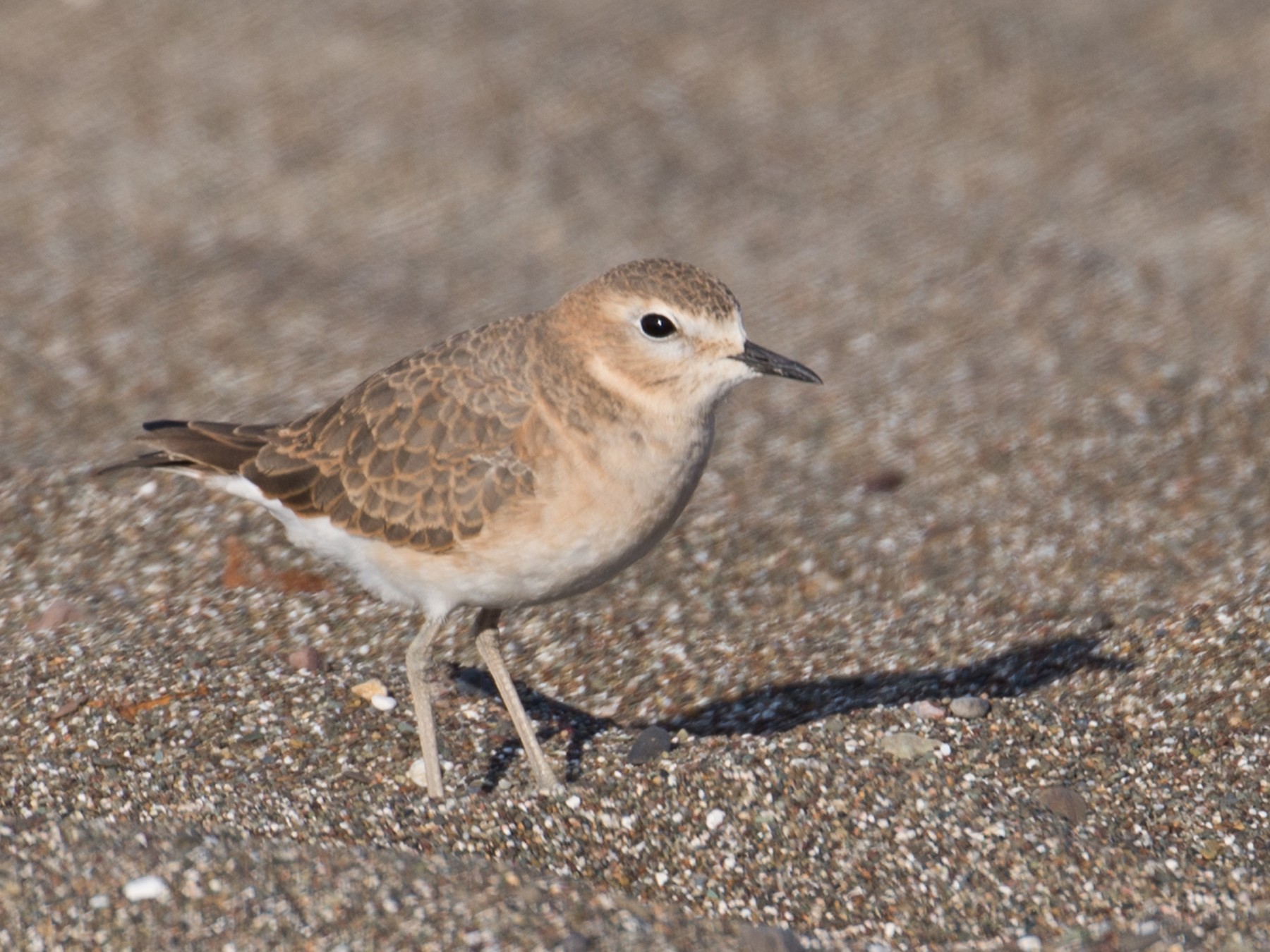 Mountain Plover - eBird
