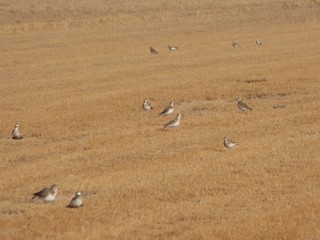Chorlo Llanero - eBird