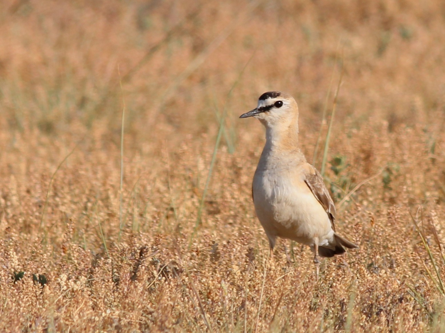 Mountain Plover - eBird
