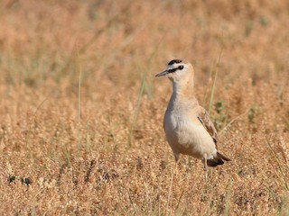Mountain Plover - eBird