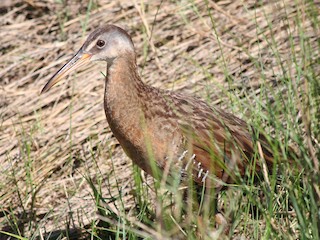 Clapper Rail - eBird