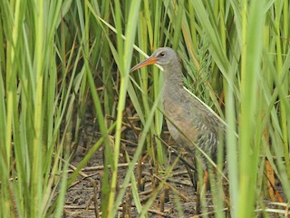 Clapper Rail - eBird