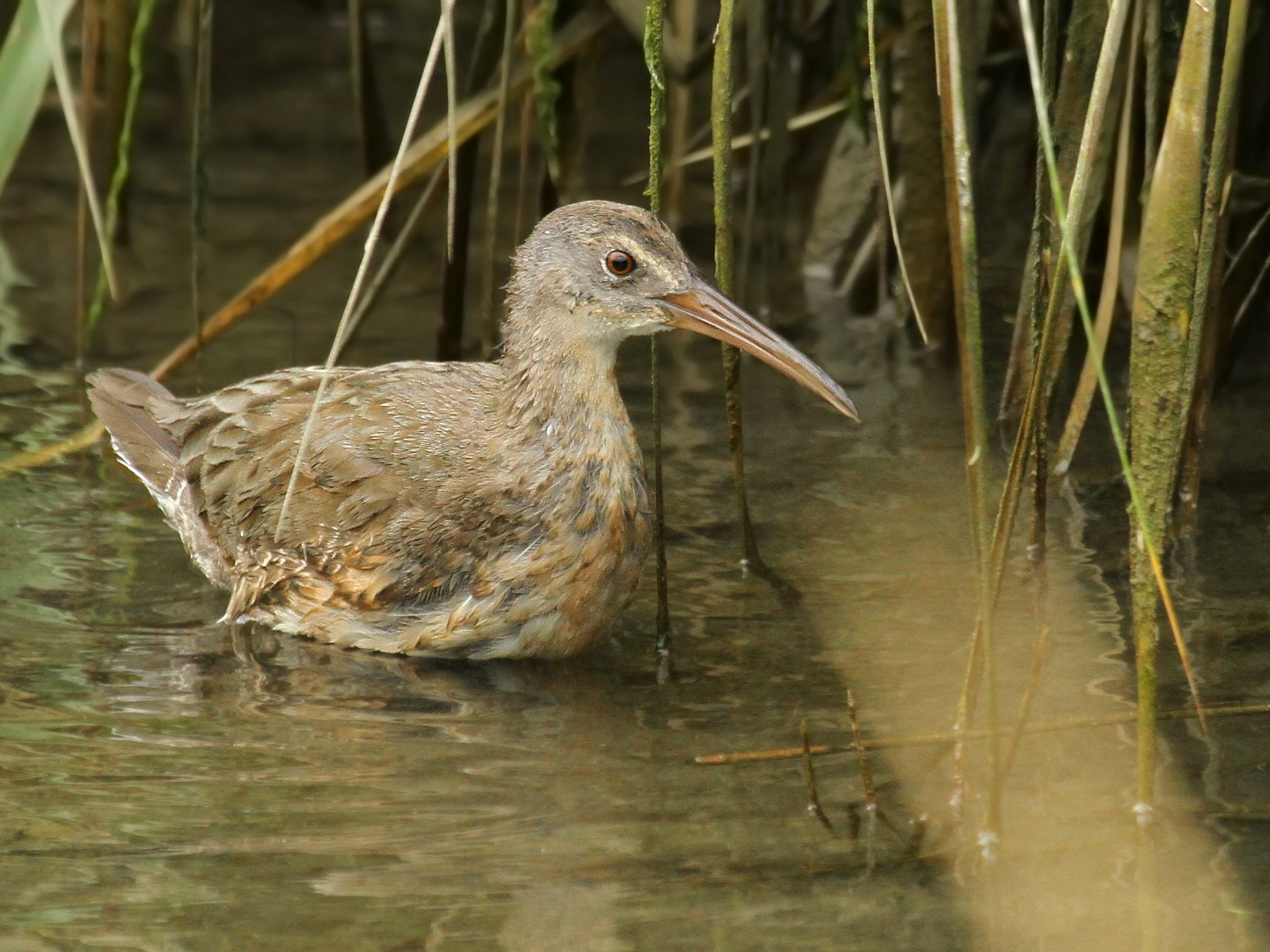 Clapper Rail - eBird