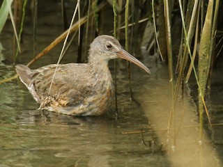 Clapper Rail - eBird