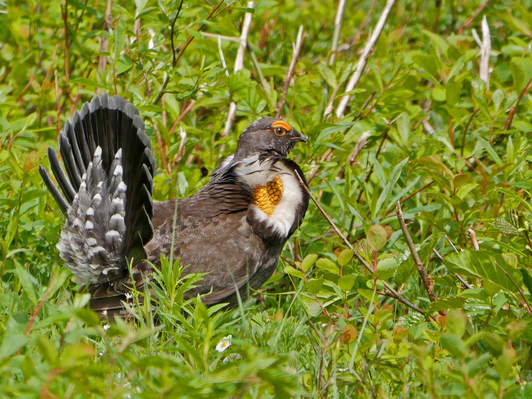 Sooty Grouse - eBird