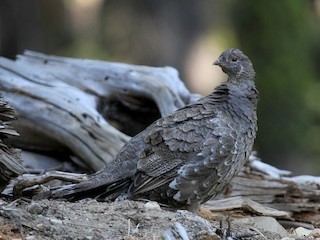 Sooty Grouse - eBird