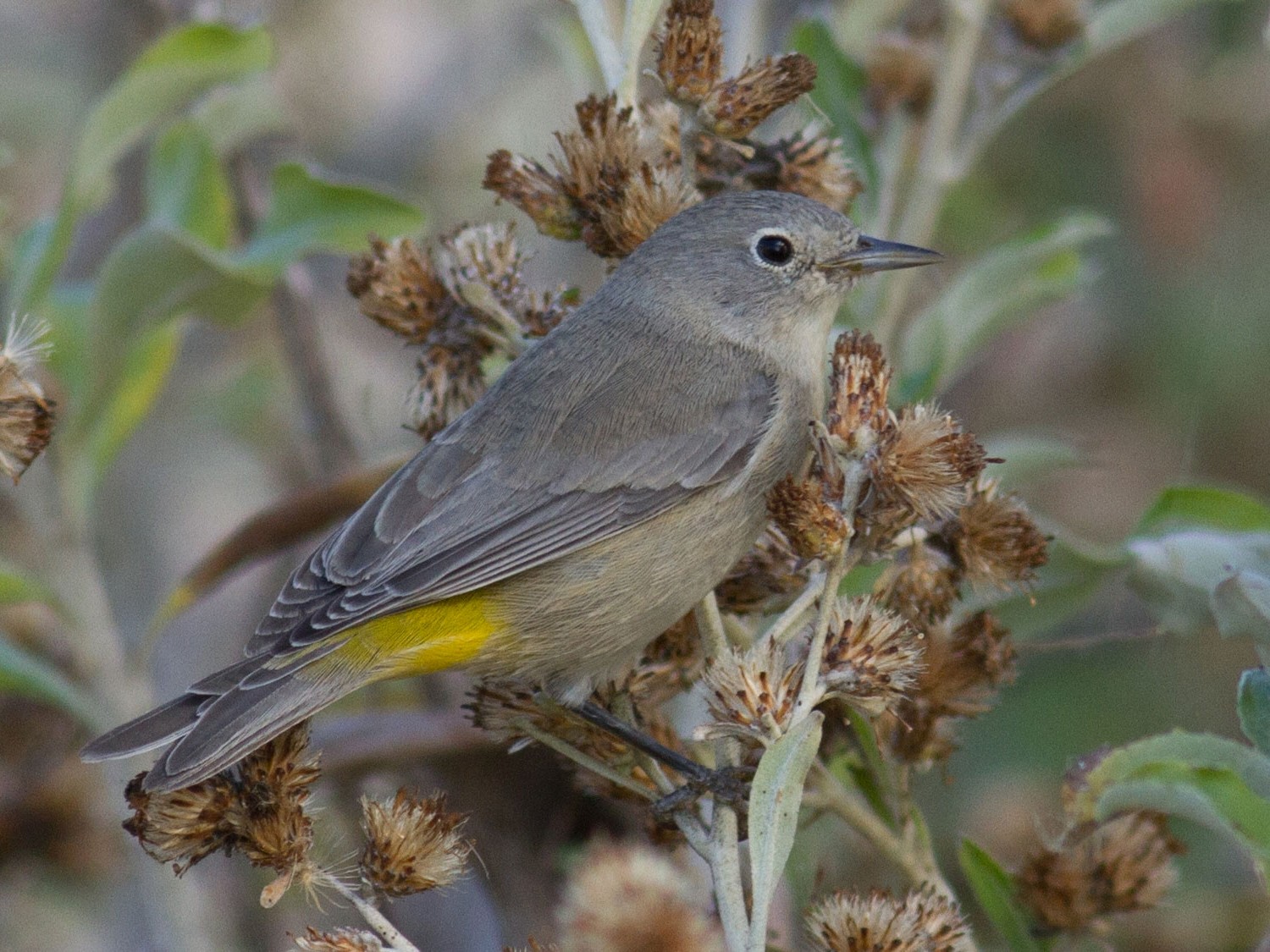 Virginia's Warbler - eBird