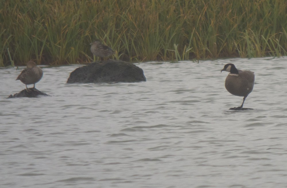 eBird Checklist - 19 Sep 2013 - St. Paul Island (Pribilof Islands ...