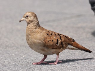 Ruddy Ground Dove - eBird