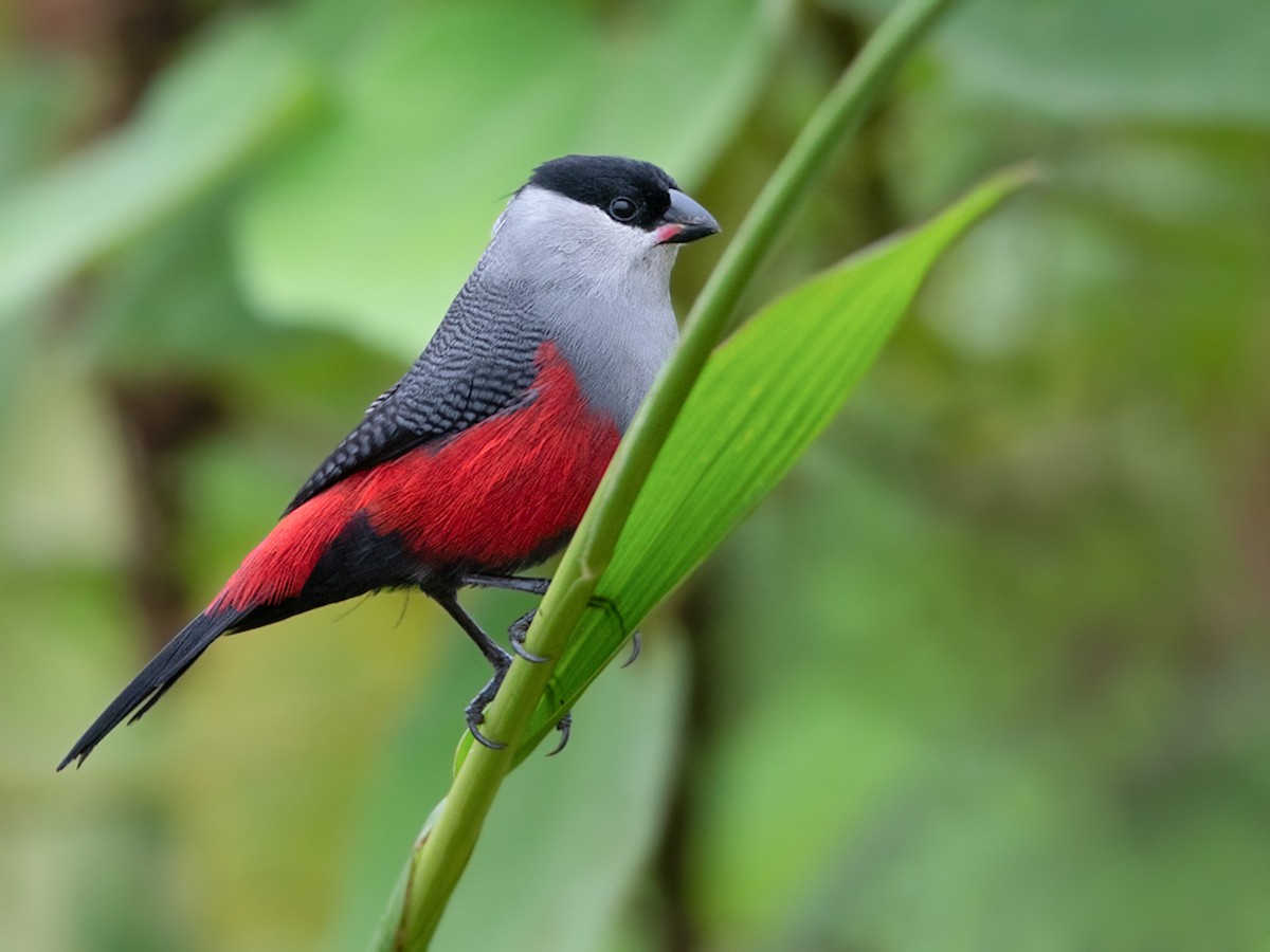 Black-headed Waxbill - Estrilda atricapilla - Birds of the World